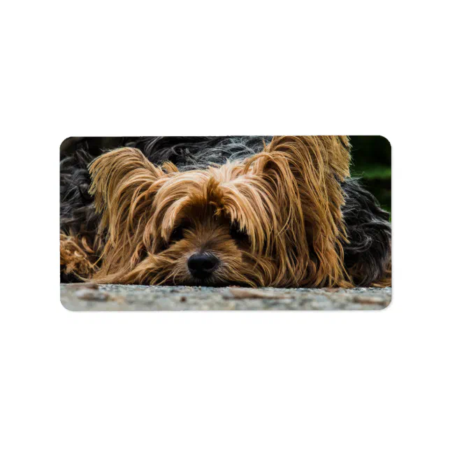 Sad Little Yorkie Label | Zazzle