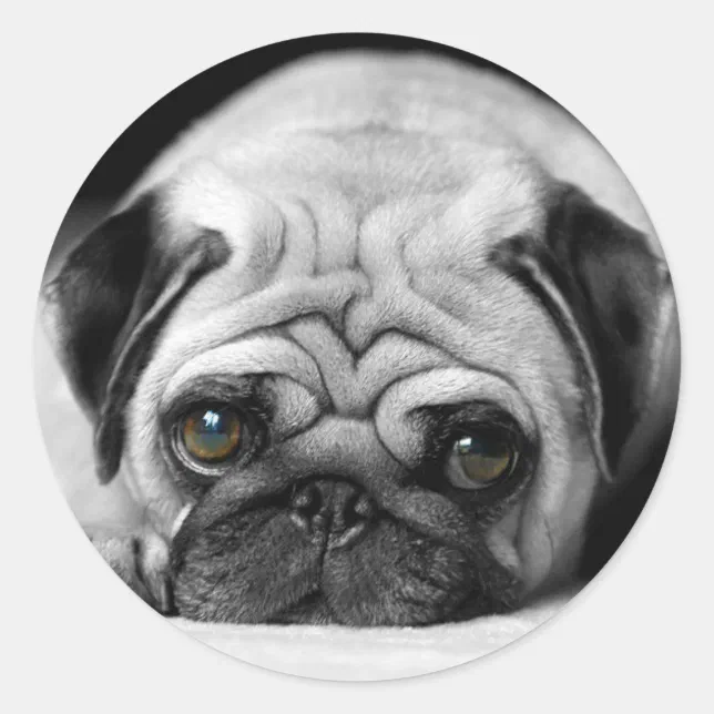 Sad Pug Classic Round Sticker | Zazzle