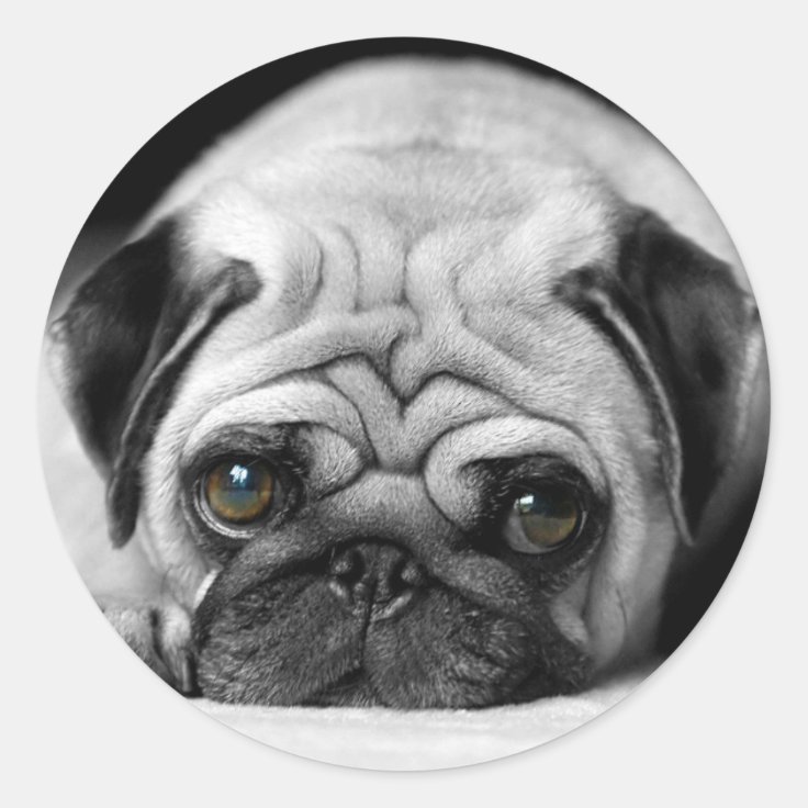 Sad Pug Classic Round Sticker | Zazzle