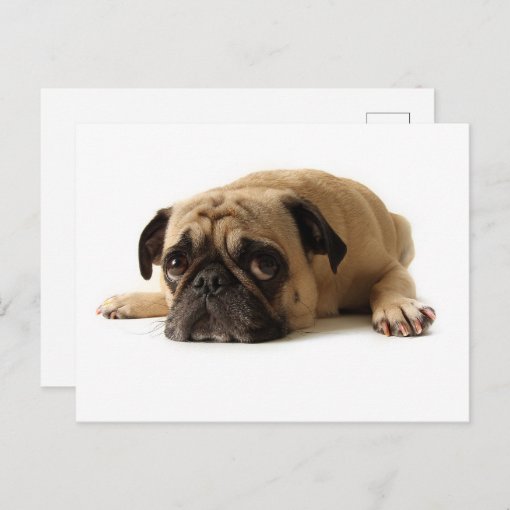 Sad Pug Postcard | Zazzle