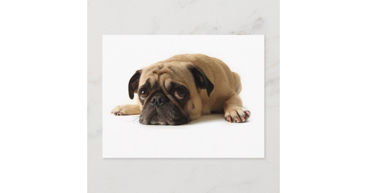 Sad Pug Postcard | Zazzle