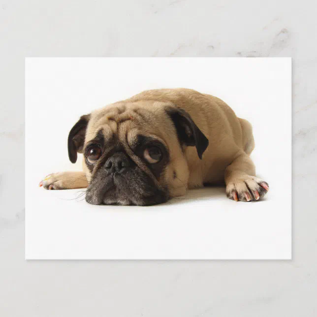 Sad Pug Postcard | Zazzle