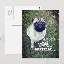 Sad Pug Postcard | Zazzle