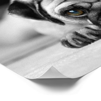 Sad Pug Poster | Zazzle
