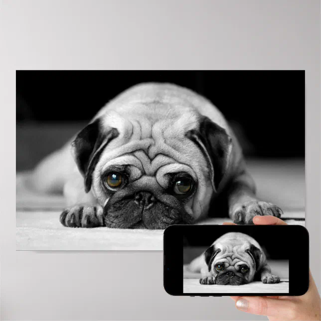 Sad Pug Poster | Zazzle