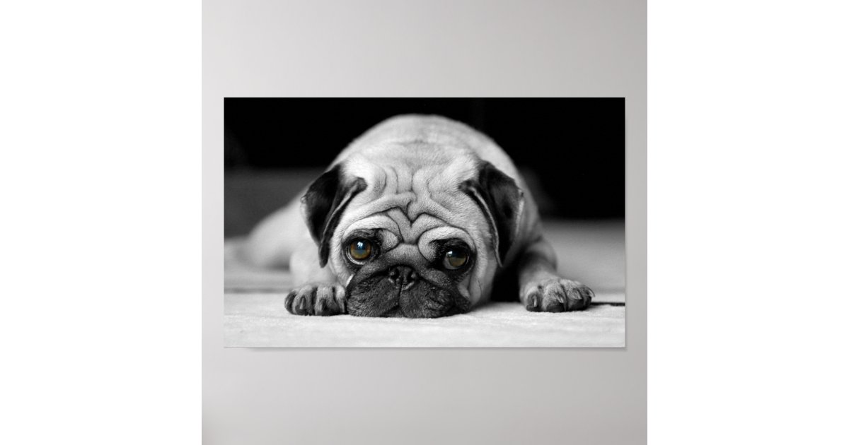 Sad Pug Poster | Zazzle