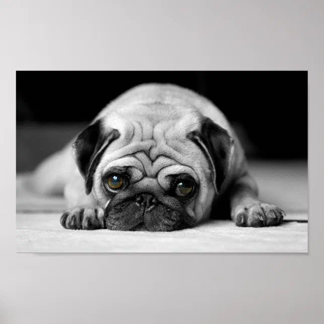 Sad Pug Poster | Zazzle