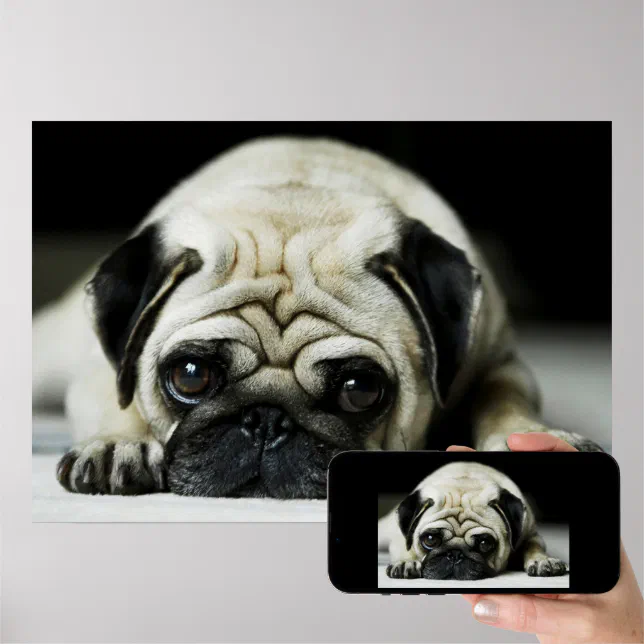 Sad Pug Puppy Dog Poster | Zazzle