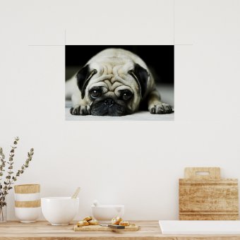 Sad Pug Puppy Dog Poster | Zazzle