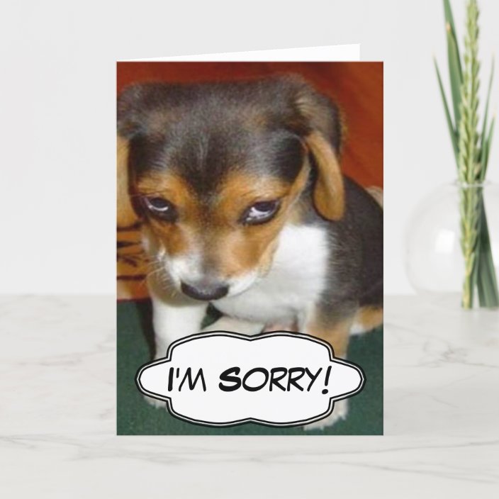 Sad Puppy - I'm Sorry Card | Zazzle.com