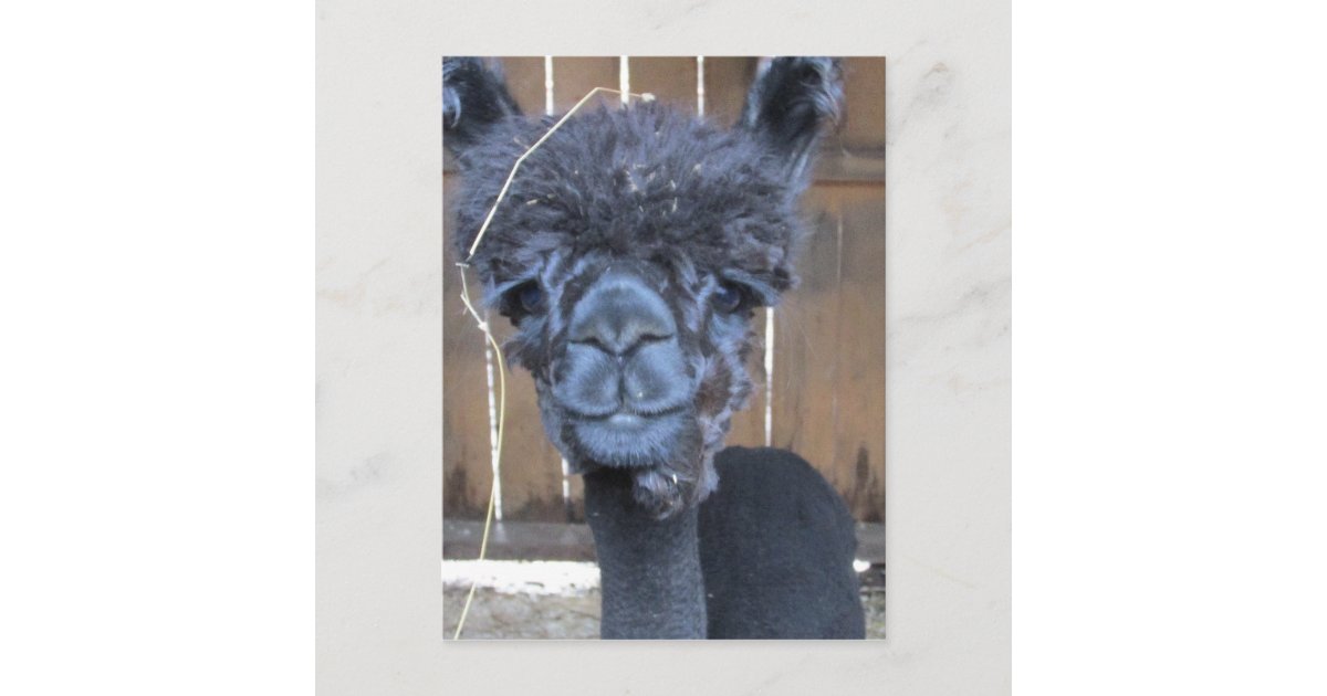 Sad Shaved Alpaca Postcard | Zazzle