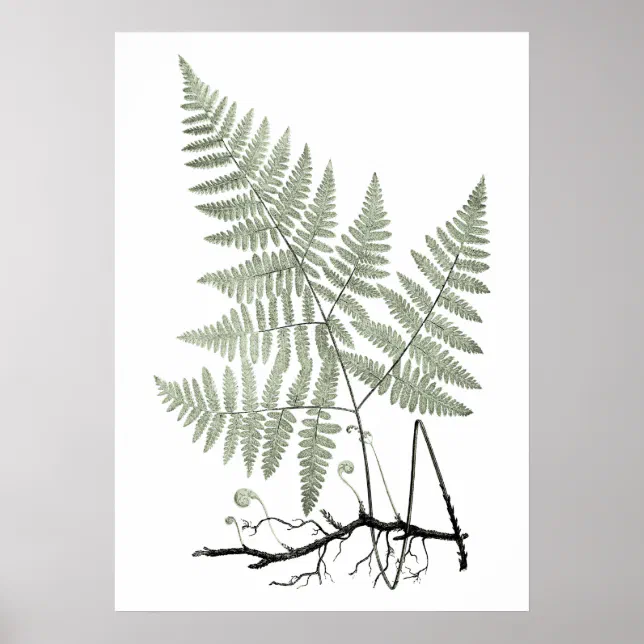 Sage Green Fern Botanical Illustration Print no. 1 | Zazzle