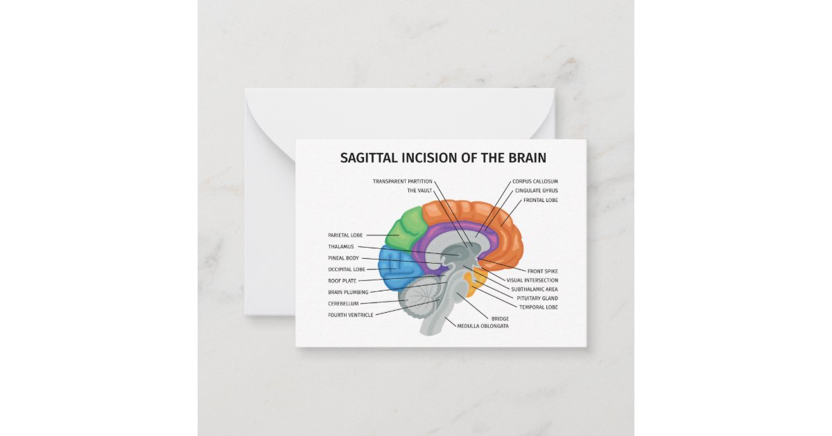 Sagittal Incision of the brain Note Card | Zazzle