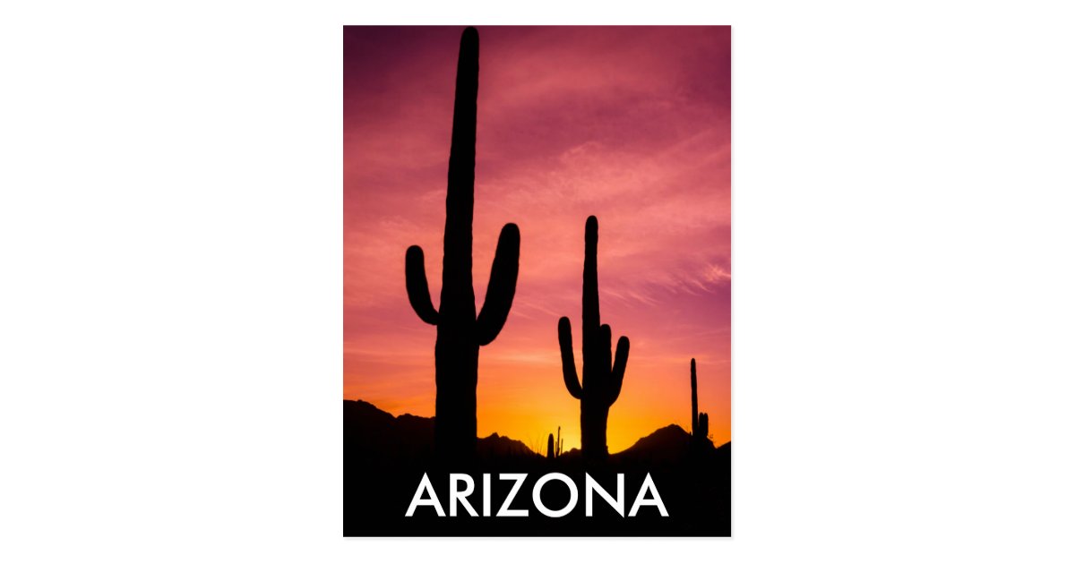 Saguaro cactus at sunrise, Arizona Postcard | Zazzle.com