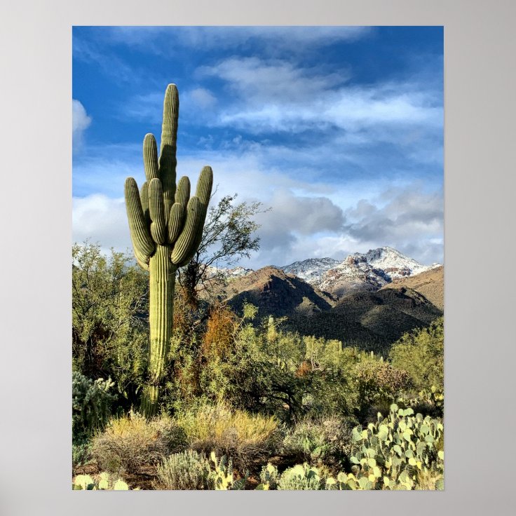 Saguaro Cactus Winter Arizona Photo Poster | Zazzle