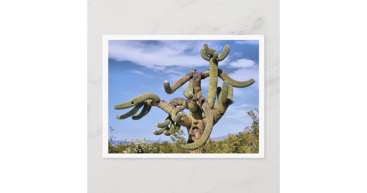 Saguaro Monster Postcard | Zazzle