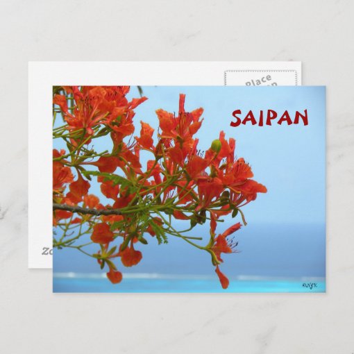 Saipan Flame Blossoms On An Ocean Of Blue Postcard | Zazzle