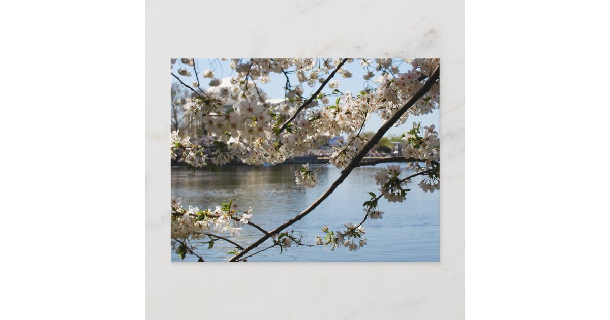 sakura matsuri postcard | Zazzle