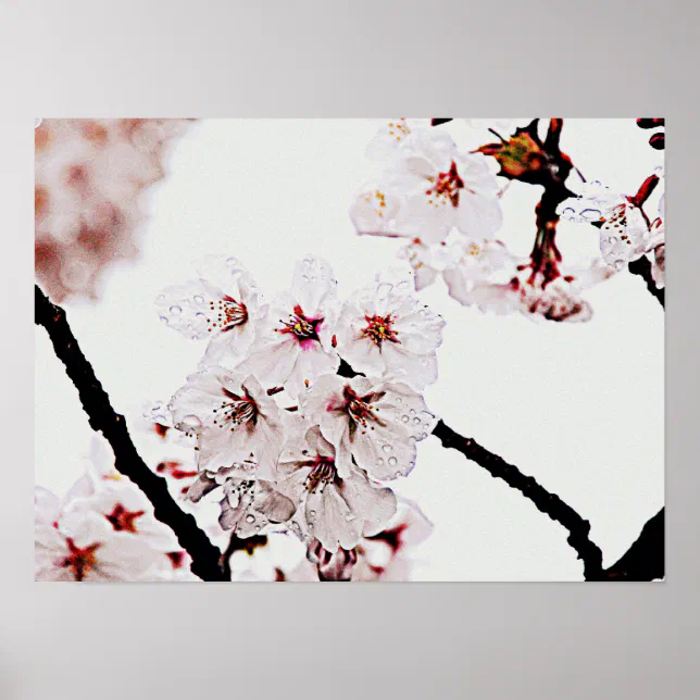SAKURA PHOTOGRAPHY POSTER | Zazzle