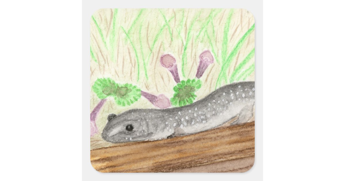 Salamander Square Sticker | Zazzle