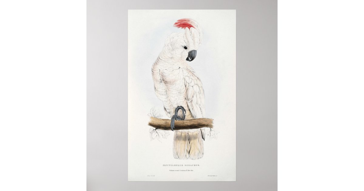 Salmon-crested Cockatoo Poster | Zazzle