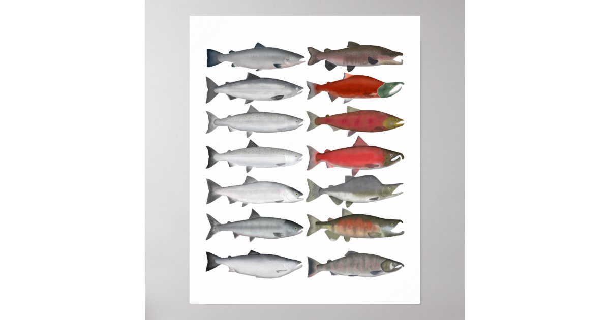 Salmon Group Poster | Zazzle