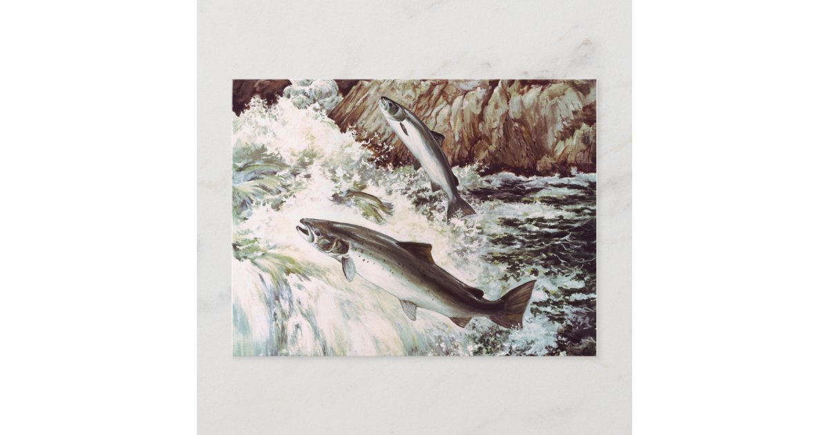 salmon run postcard | Zazzle