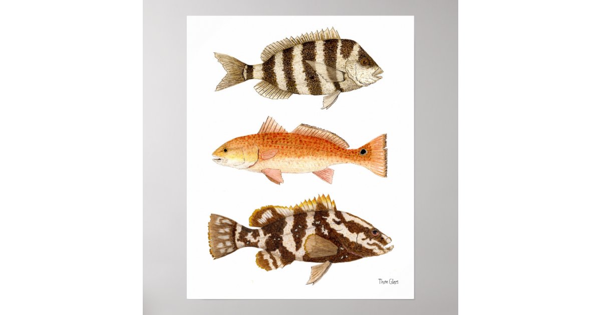 Salt Water Game Fish Poster | Zazzle
