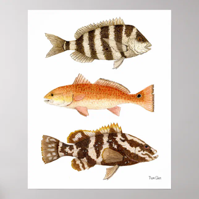 Salt Water Game Fish Poster | Zazzle