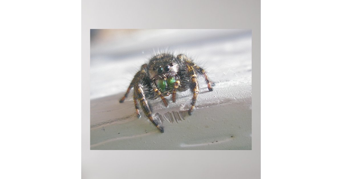 Salticid Jumping Spider Poster | Zazzle