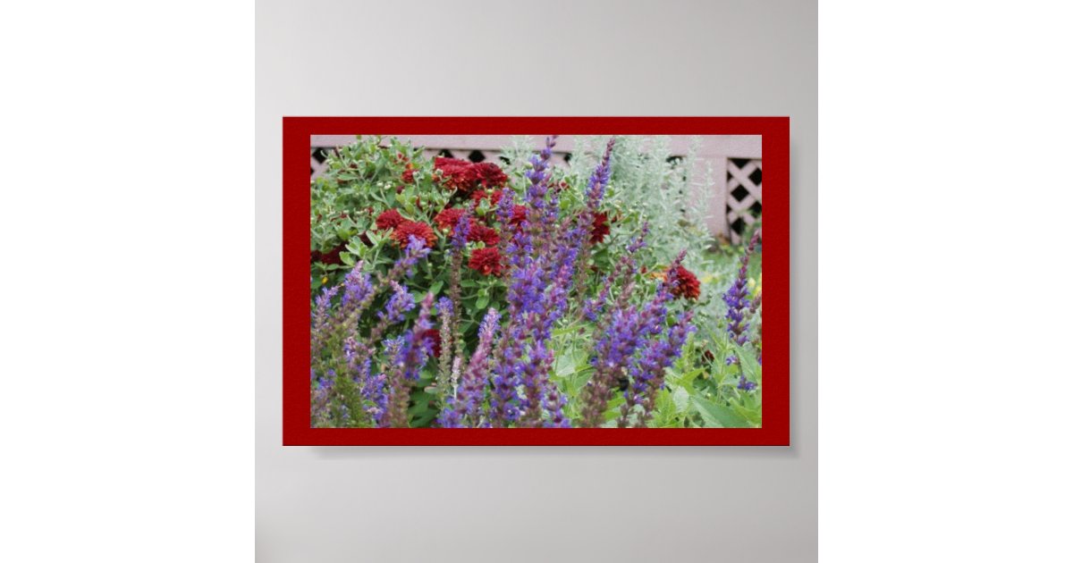 salvia and mums poster | Zazzle