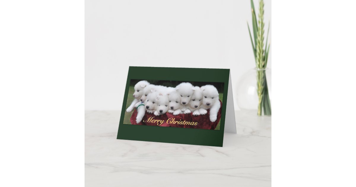 Samoyed Christmas Holiday Card | Zazzle