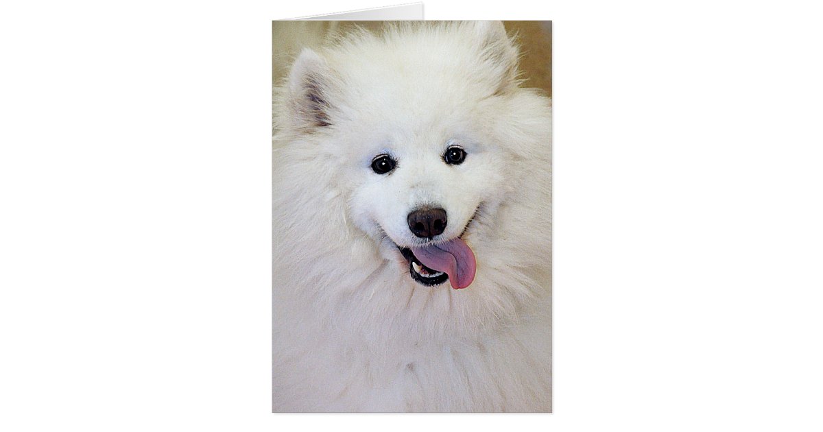 Samoyed Dog Breed Greeting/Note Cards | Zazzle
