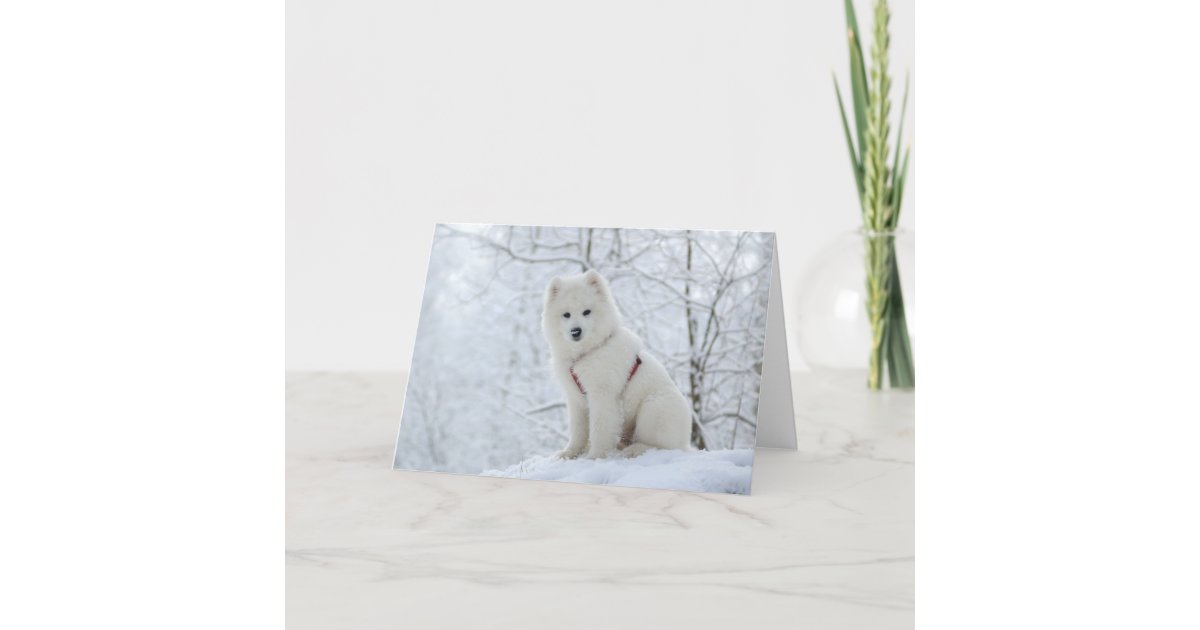 Samoyed dog card | Zazzle