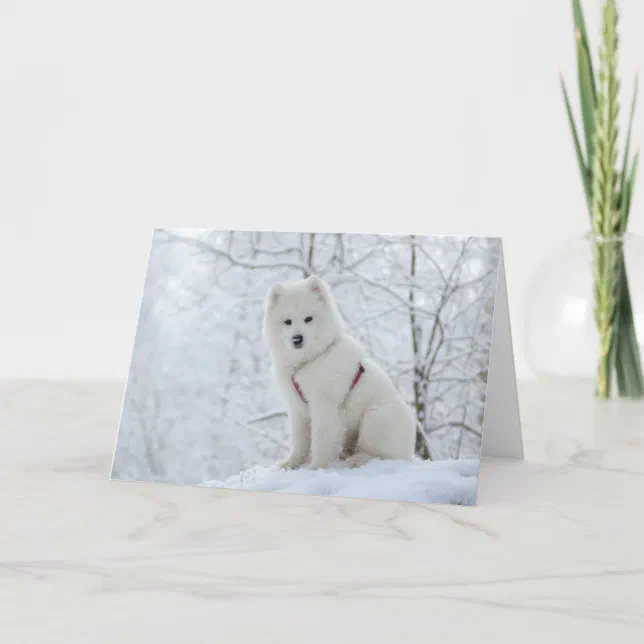 Samoyed dog card | Zazzle