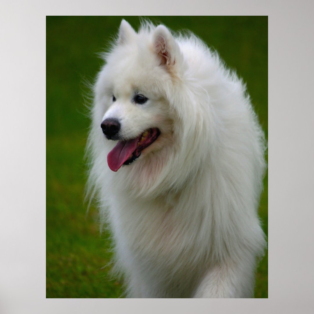 Samoyed Dog Poster. Poster | Zazzle