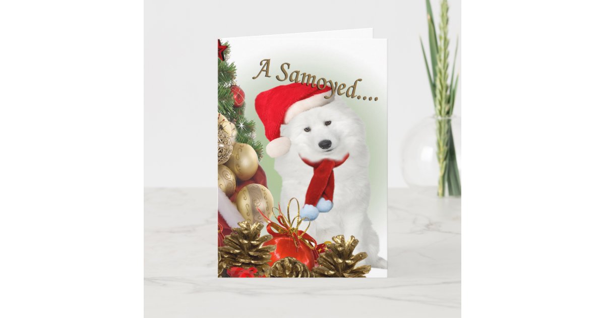 Samoyed Merry Christmas Card | Zazzle