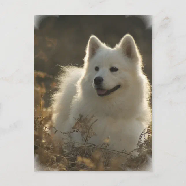 Samoyed Postcard | Zazzle