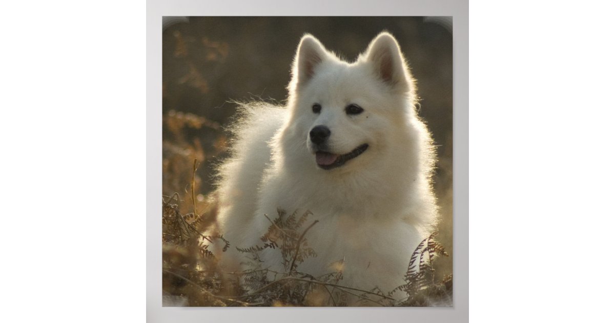 Samoyed Poster Print | Zazzle