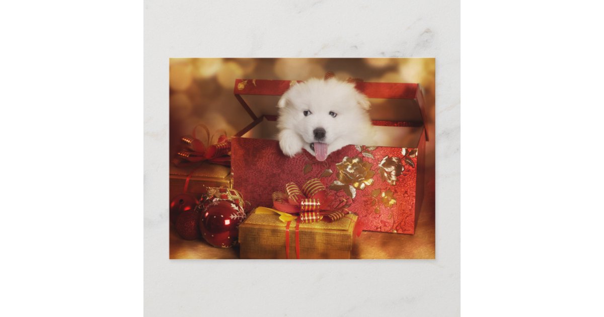 Samoyed Puppy In A Christmas Box Holiday Postcard | Zazzle