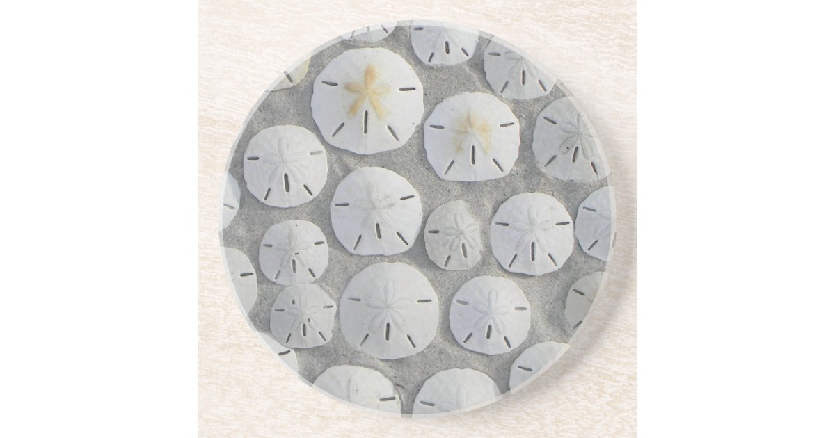 Sand Dollar Coasters | Zazzle
