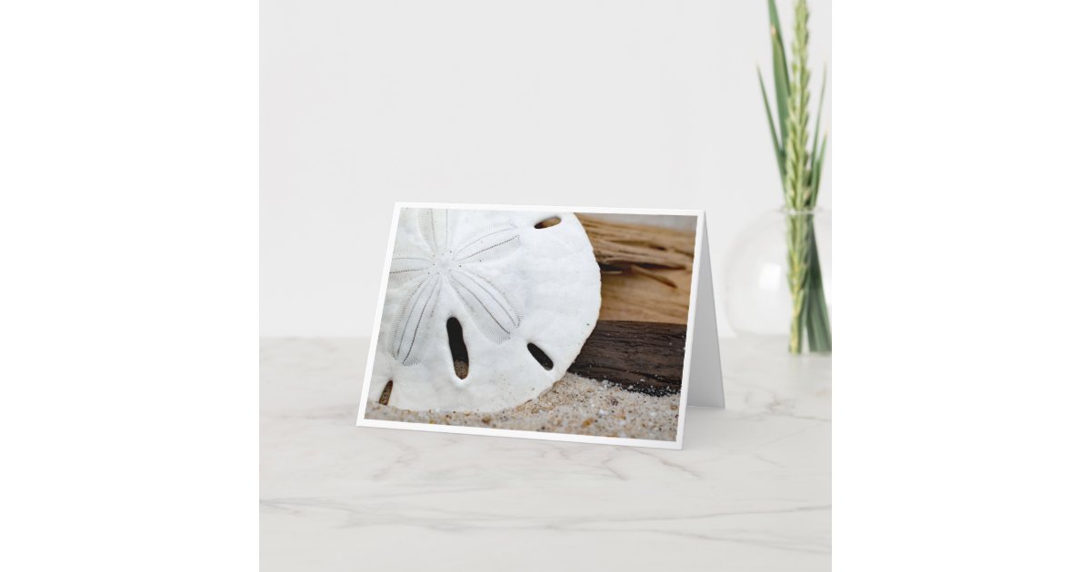 Sand Dollar on Driftwood Note Card | Zazzle