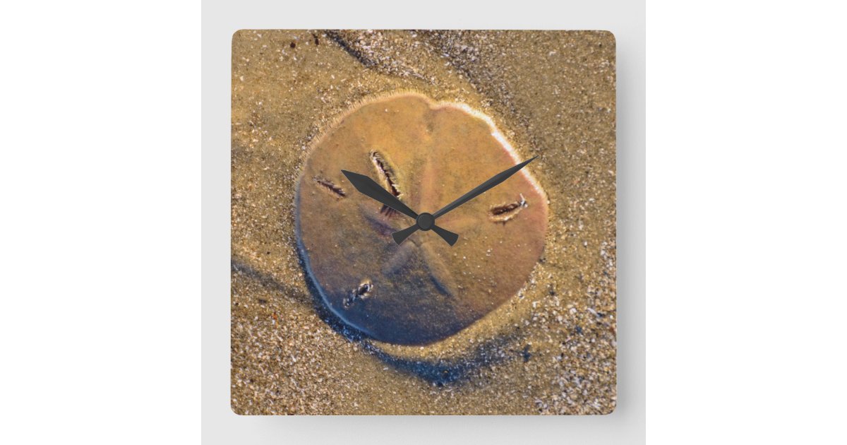 Sand Dollar Revealed On Beach | Hilton Head Island Square Wall Clock ...