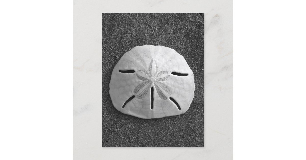 Sand Dollar Shell Beach Postcard (B&W Photo) | Zazzle
