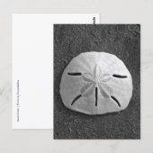 Sand Dollar Shell Beach Postcard (B&W Photo) | Zazzle