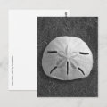 Sand Dollar Shell Beach Postcard (B&W Photo) | Zazzle