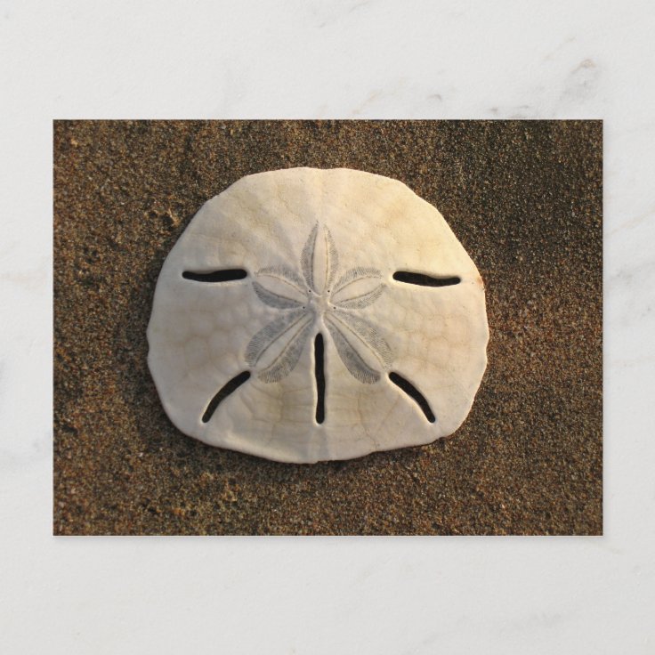 Sand Dollar Shell Beach Postcard (Color Photo) | Zazzle