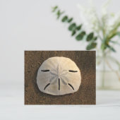 Sand Dollar Shell Beach Postcard (Color Photo) | Zazzle