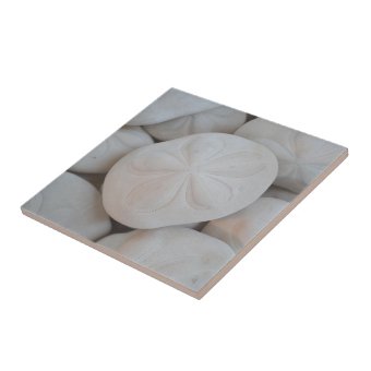 Sand Dollar Tile | Zazzle