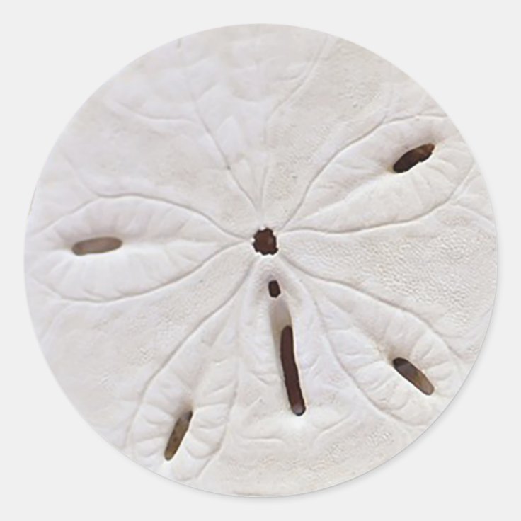 Sand dollar wedding Sticker | Zazzle